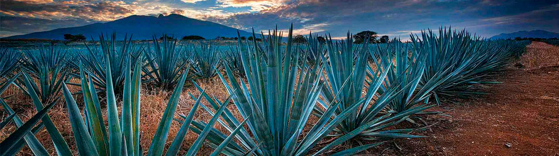 Agave Mead – Maltose Falcons