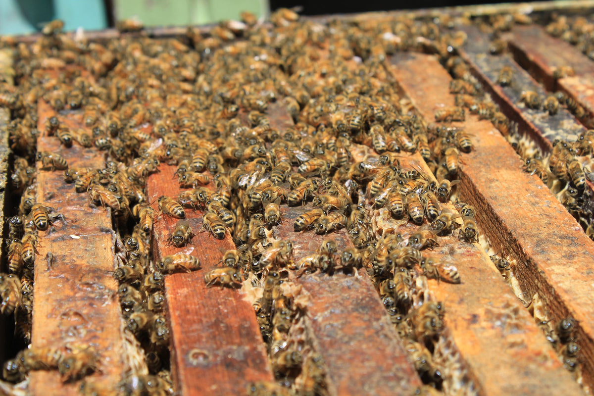 Saison for the Bee Keepers – Maltose Falcons