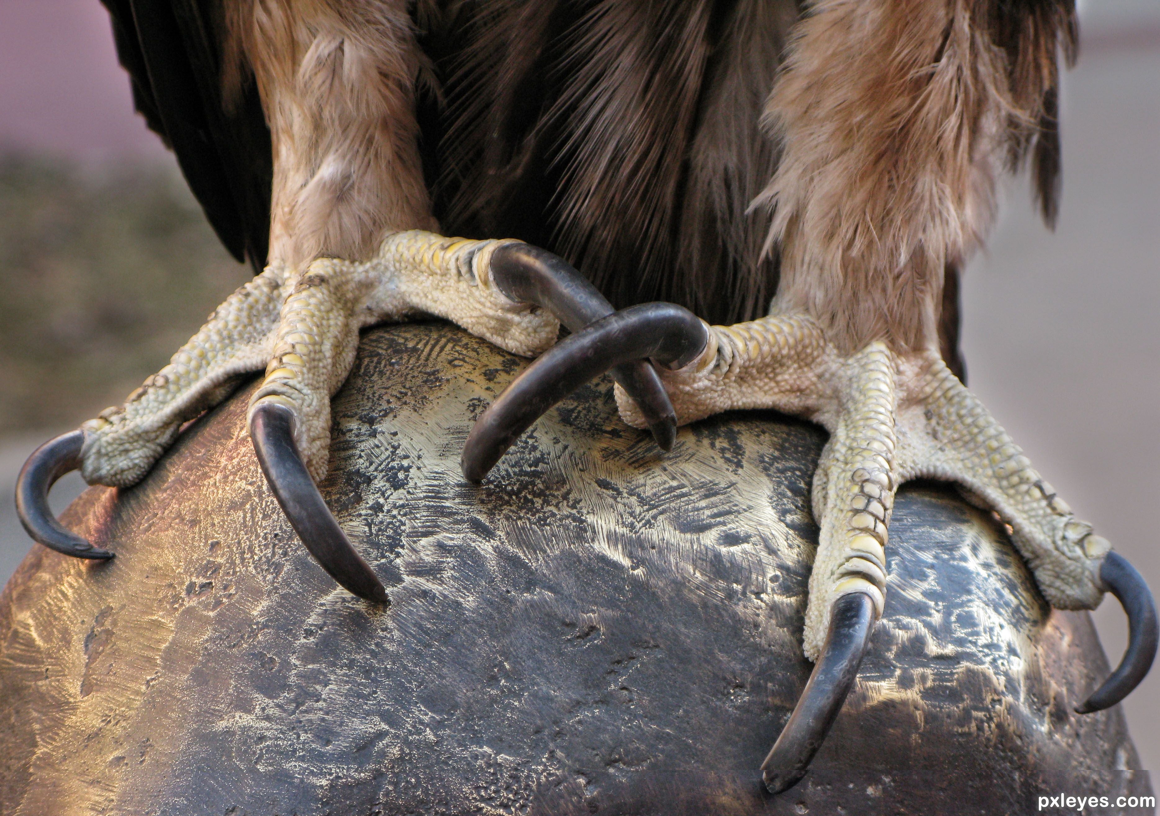 Falconsclaws Simplified – Maltose Falcons