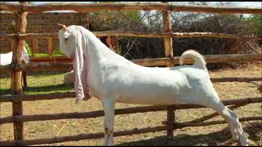 Gulabi Kapla – Maltose Falcons